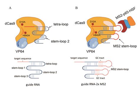 Rna Guided Transcriptional Activation Via Crisprdcas9 Mimics