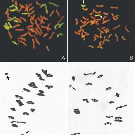Pdf Molecular Characterization Of A Wheatthinopyrum Ponticum Partial
