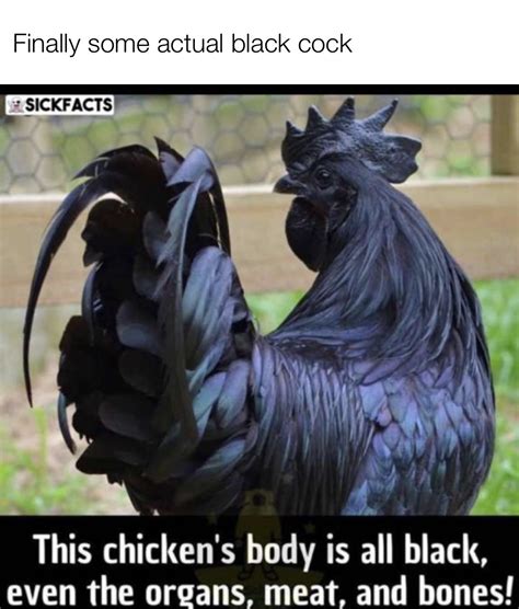 Black Cock Meme By Bananapeel 66 Memedroid