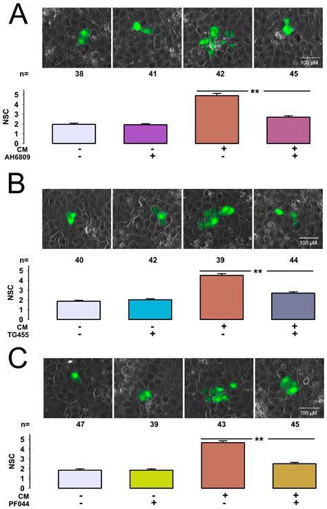 Ijms Free Full Text Ouabain Enhances Gap Junctional Intercellular Communication By Inducing