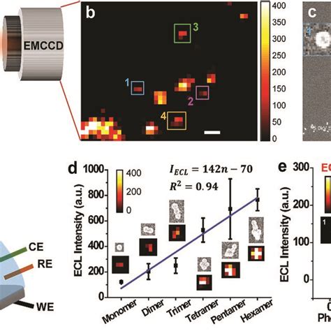 A Schematic Illustration Of The Ecl Microscopy Setup B A Zoom In