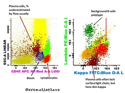 Myeloma Immunophenotyping