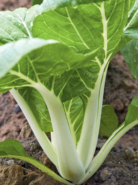Couve Chinesa Pak Choi Taisai Brassica Rapa Var Pekinensis Pak