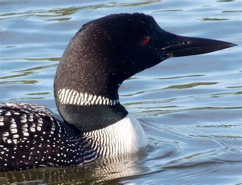 40 Free Loon And Bird Images Pixabay