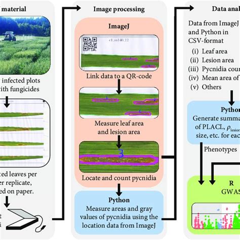 Flow Diagram Showing Steps Involved In The Acquisition And Analysis Of Download Scientific