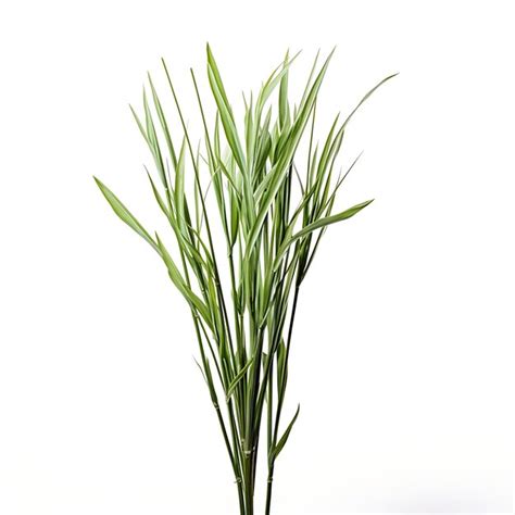 Premium Ai Image Carthage Switchgrass Greygreen A Single Curled Leaf