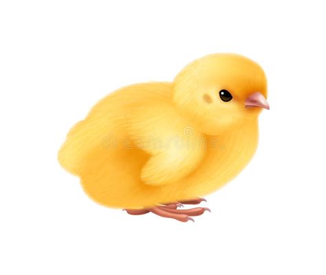 Realistic Chicken Lifecycle Composition Stock Vector Illustration Of Vector Natural 264423966