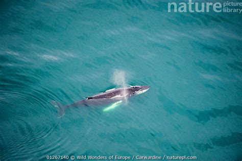 Stock photo of Aerial view of Humpback whale (Megaptera novaeangliae ...