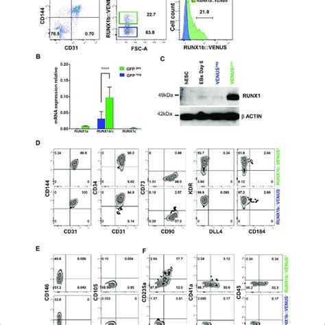 Characterization Of The Runx1bvenus Population A Flow Cytometry