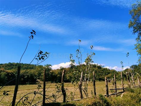 Blue Sky With Hot Sun In A Field With Green Trees And Grass Stock Image