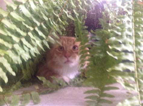 Scp 048 Wiki Scp Foundation Amino