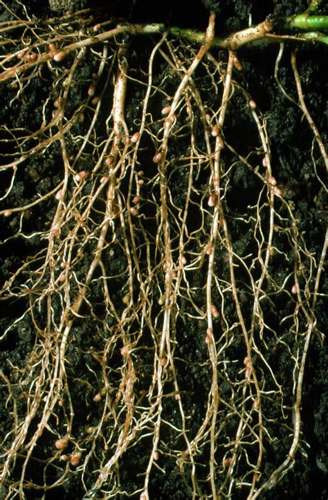Nitrogen Fixing Root Nodules Of Clover Plant 1 By Science Photo Library