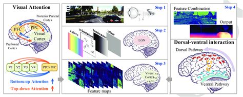 Workflow Of Biological Visual Perception And The Proposed Network