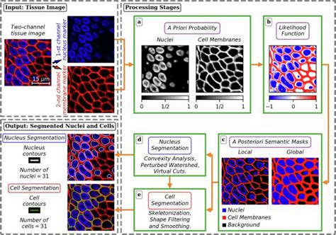 New Research Alert Unsupervised Segmenting Of Cells University Of