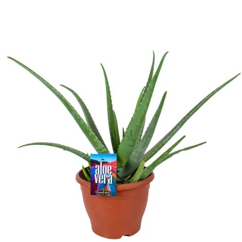 Aloe Vera Plant 8 In Delivery Or Pickup Near Me Instacart