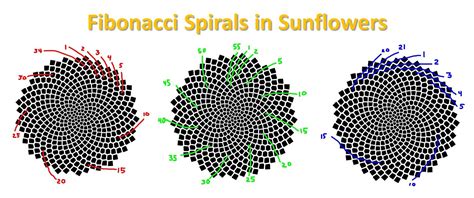 Unraveling The Roots Of The Fibonacci Sequence From Ancient India To