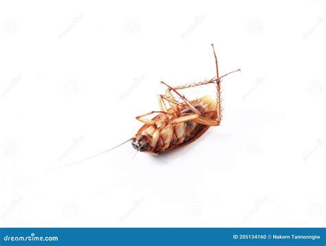Action Image Of Close Up Cockroach Isolated On White Background Stock