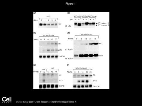 Volume Issue Pages November Ppt Download