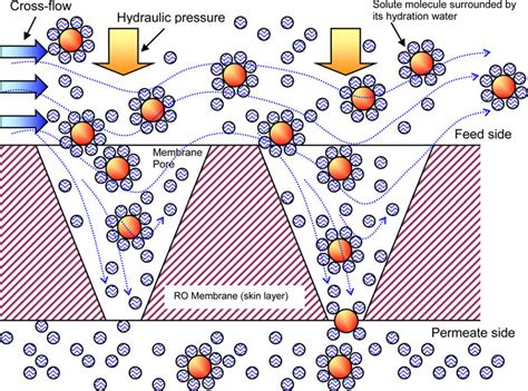 Schematic Representation For Solute Molecule Trapping By The Ro