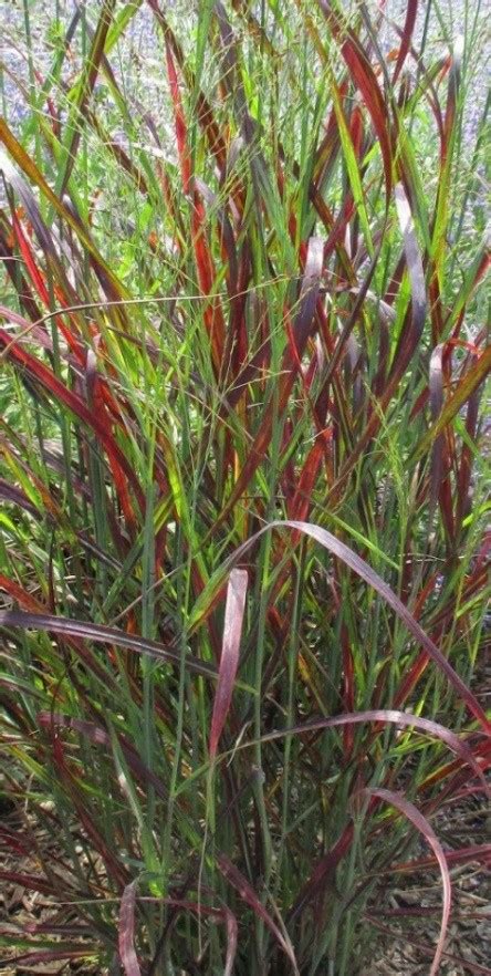 Crccd Switch Grass ‘ruby Ribbons Connecticuts Conservation Districts