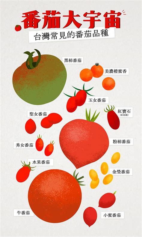 雲谷農場 台灣番茄品種