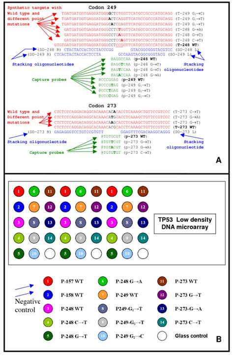 Layout Of The Tp53 Low Density Dna Microarray A Names And Alignment