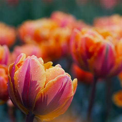 Garden Tulip Wallpaper 4k Tulip Flowers Bokeh