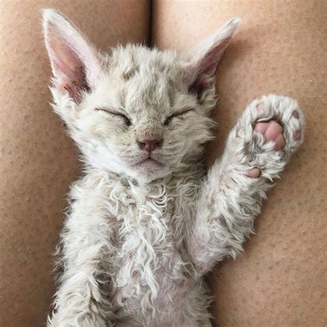 This Rare Mutation Makes Kittens Look Like Plush Teddy Bears