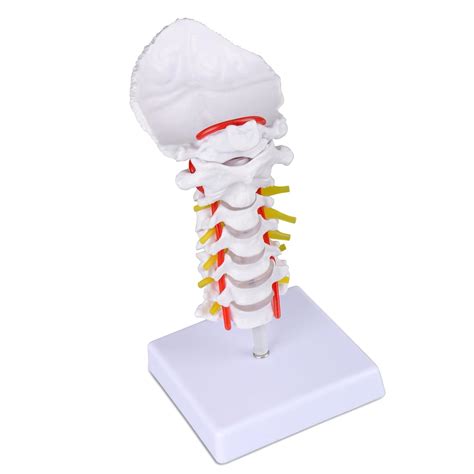 Modelo Ultrassist De Columna Cervical Con V Rtebras Cervicales Nervios Cervicales Arterias