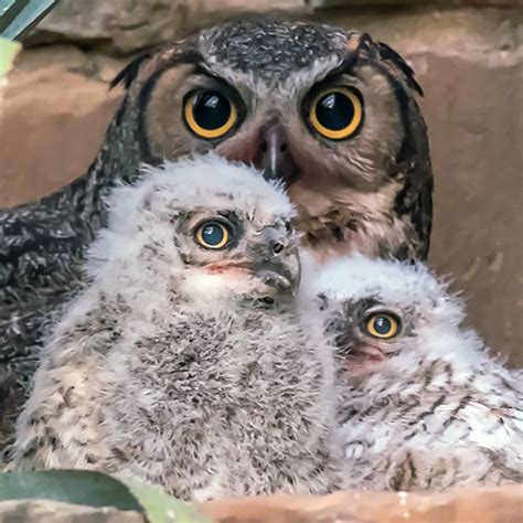 Great Horned Owls Athena And Her Owlets