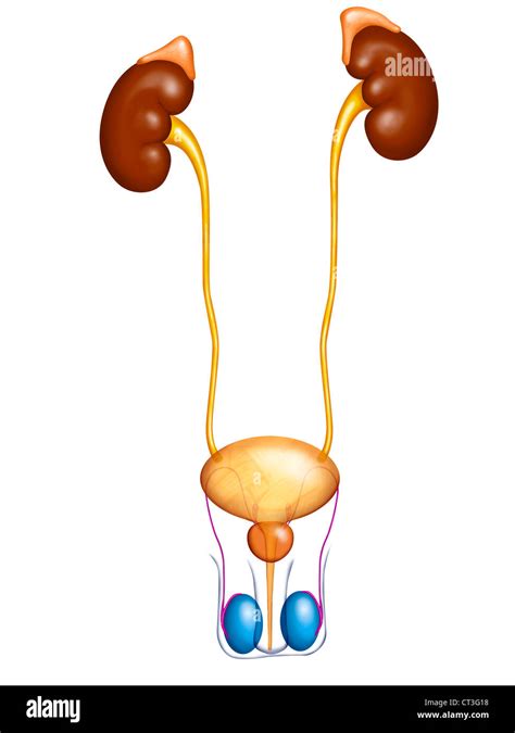 Male Genitourinary Tract Embryology Genitourinary Azzu
