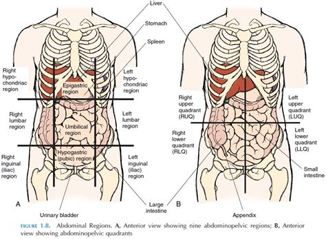 9 Regions Of The Body And Organs