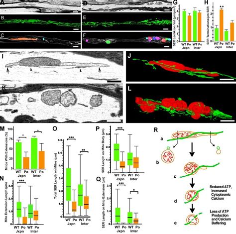 Mitochondria Ser Associations And Mitochondrial Outer Membrane Download Scientific Diagram