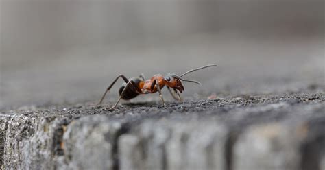 Formica Ruba Un Diamante E Scappa Ma Il Furto Non Riesce Video