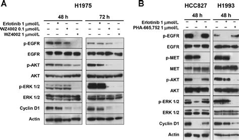 Ef Fi Cient Inhibition Of EGFR Signaling In Sensitive And Resistant Download Scientific Diagram