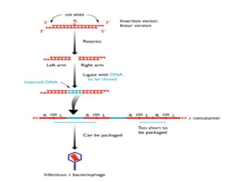 Insertion Vector