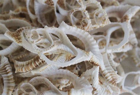 Sliced Seashells Center Cut Shells California Seashell Company