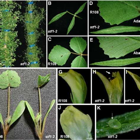Arabidopsis Wus Complements The Lam1 Mutant Phenotype Download Scientific Diagram