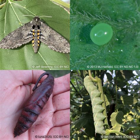 Tomato Hornworm Moth Life Cycle