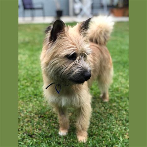 Scruffy 18mos Austr Terrier X On Hold Small Male Australian