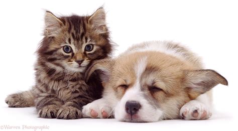 Cute Kittens And Puppies Sleeping Together