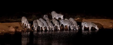 Zebra Adaptations Striped Mammals Zebra Adaptations Pictures Freepik