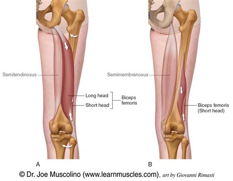 Biceps Femoris Learn Muscles