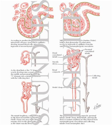 Development Of Metanephros