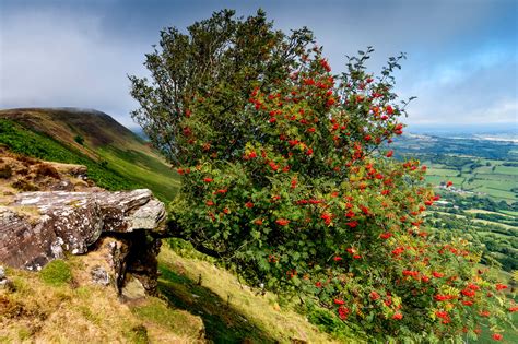 Rowan Trees For Small Gardens Uk Fasci Garden