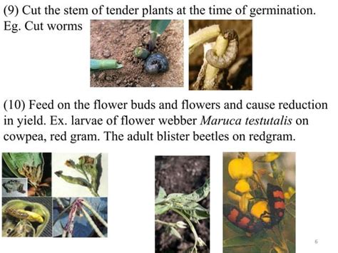 Types Of Insect Pest Damage In Agri Or Horti Cropspptx