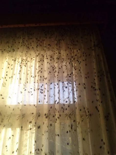 უშველეთ დასავლეთ საქართველოს ინტერნეტში მომხმარებლები შველას ითხოვენ მწერები საცხოვრებელ