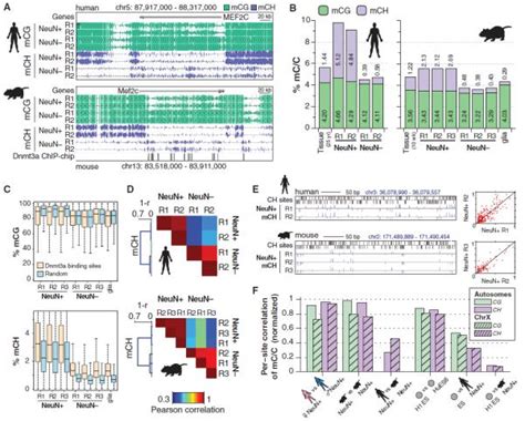 Global Epigenomic Reconfiguration During Mammalian Brain Development PMC