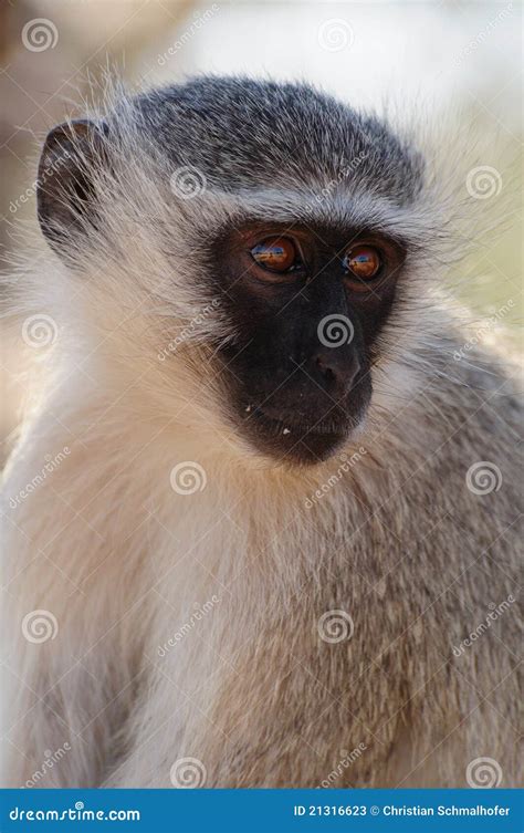 Green Monkey Chlorocebus Stock Image Image Of Monkey 21316623