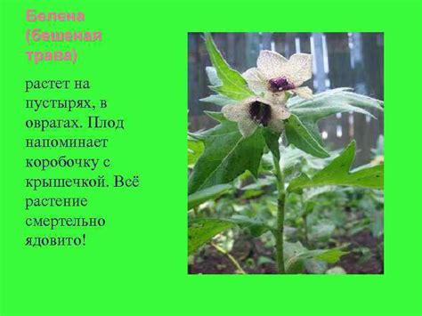 Ядовитые растения В природе встречается более 10